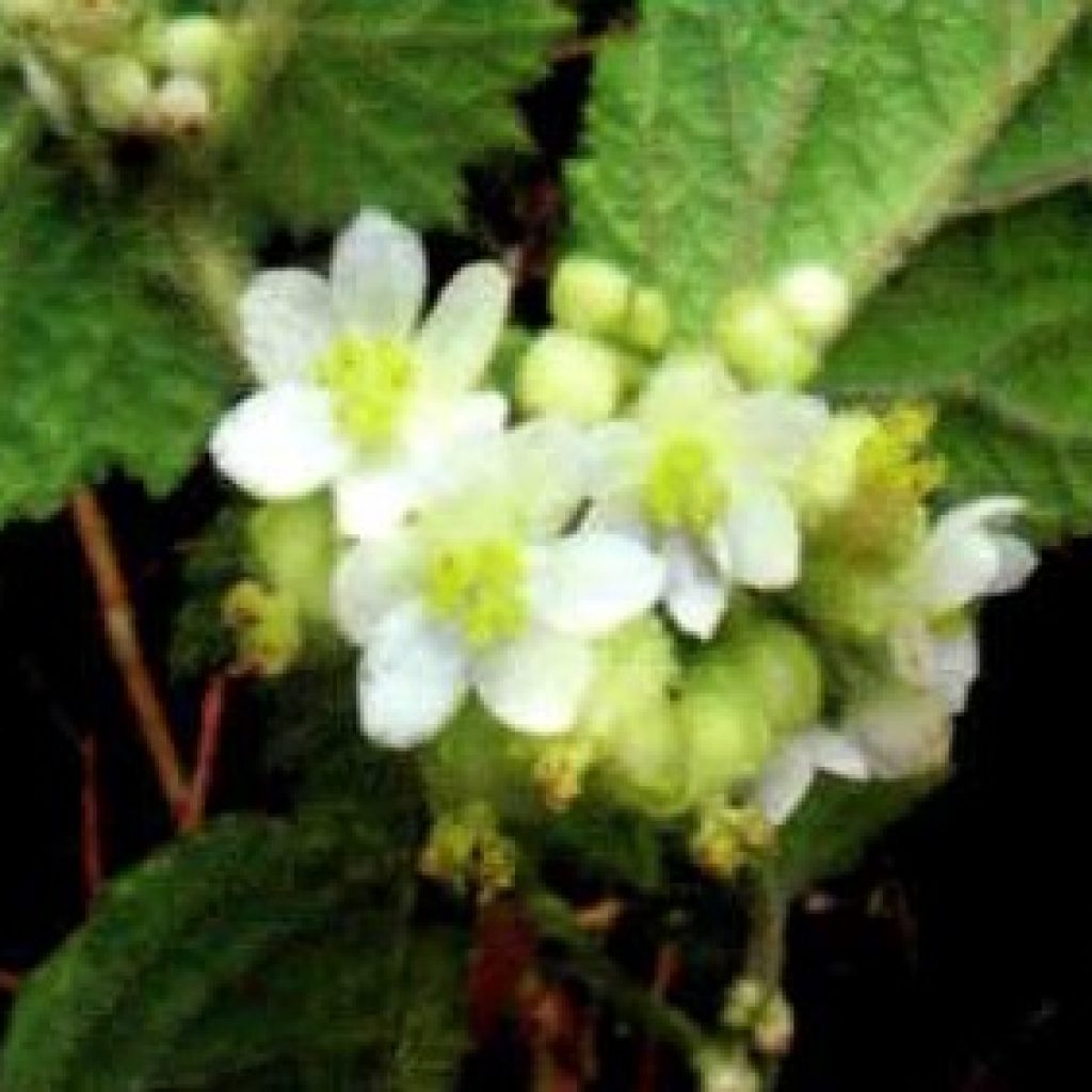 Begonia Jenis Baru ditemukan di Sulawesi Tenggara - wonuanews.com